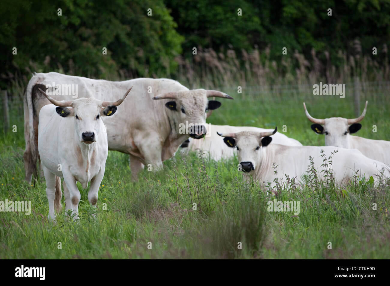 British White Park Cow (Bos taurus). Herd, private estate, Norfolk ...