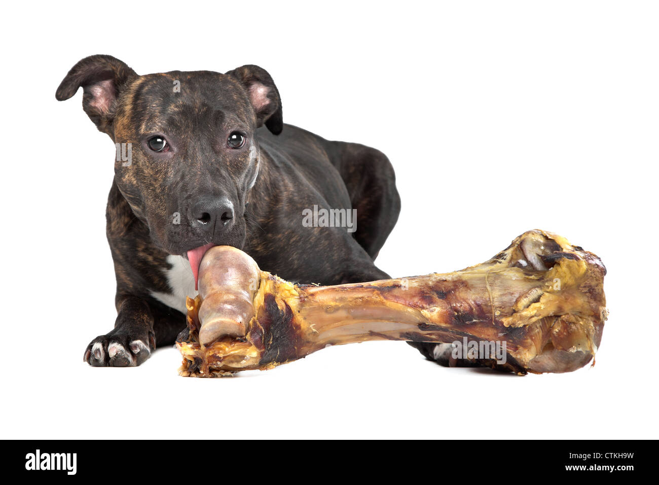 American Staffordshire terrier with a big bone in front of a white ...
