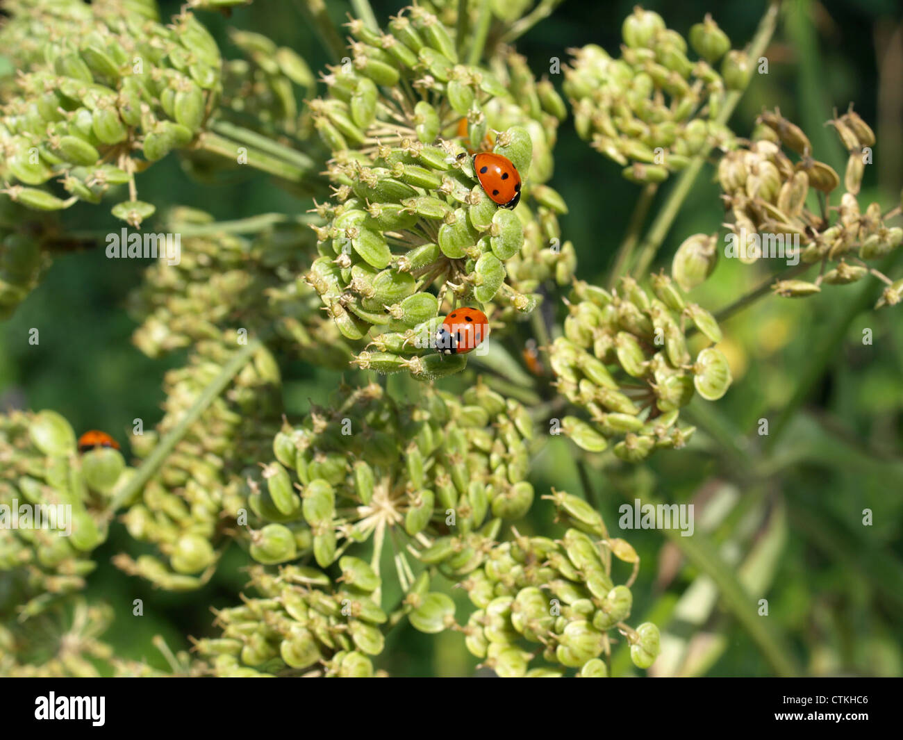 seven-spot ladybird beetle, ladybug / Coccinella septempunctata ...