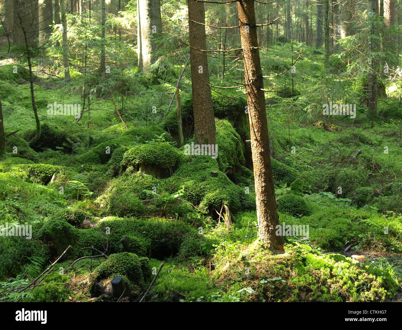 Wood landscape with moss / Wald Landschaft mit Moos Stock Photo - Alamy