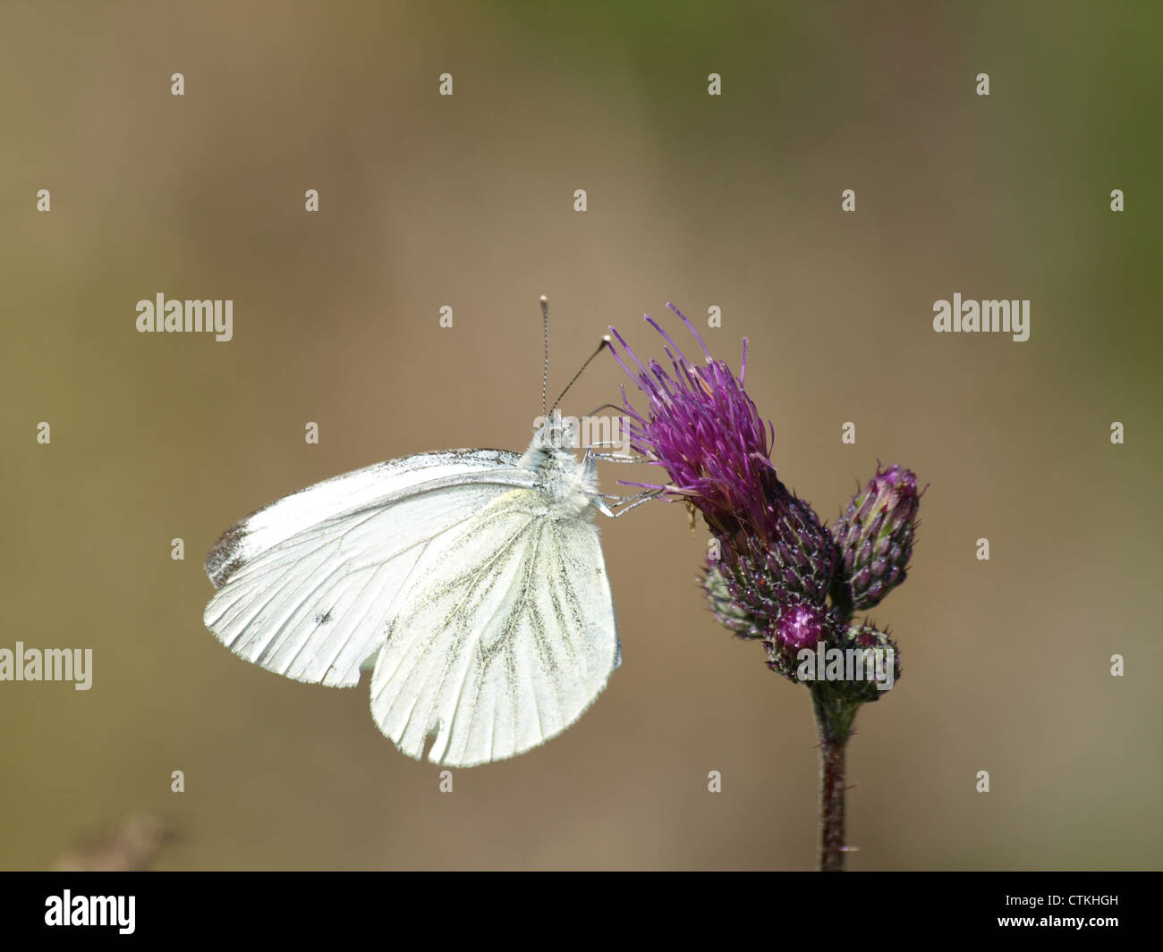 White veined pink hi-res stock photography and images - Alamy