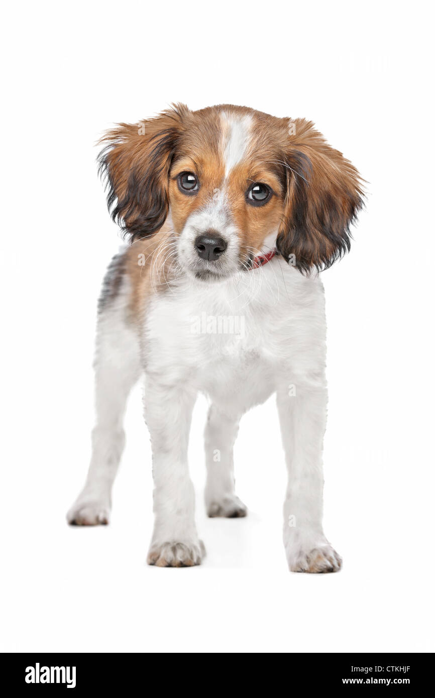mixed breed puppy. Beagle and Dutch Kooiker hound mix Stock Photo - Alamy