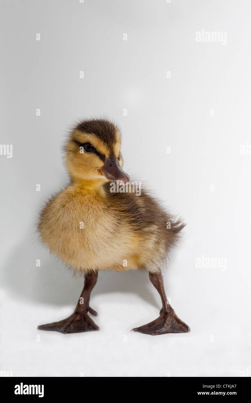 Mallard duck facing forward hi-res stock photography and images - Alamy