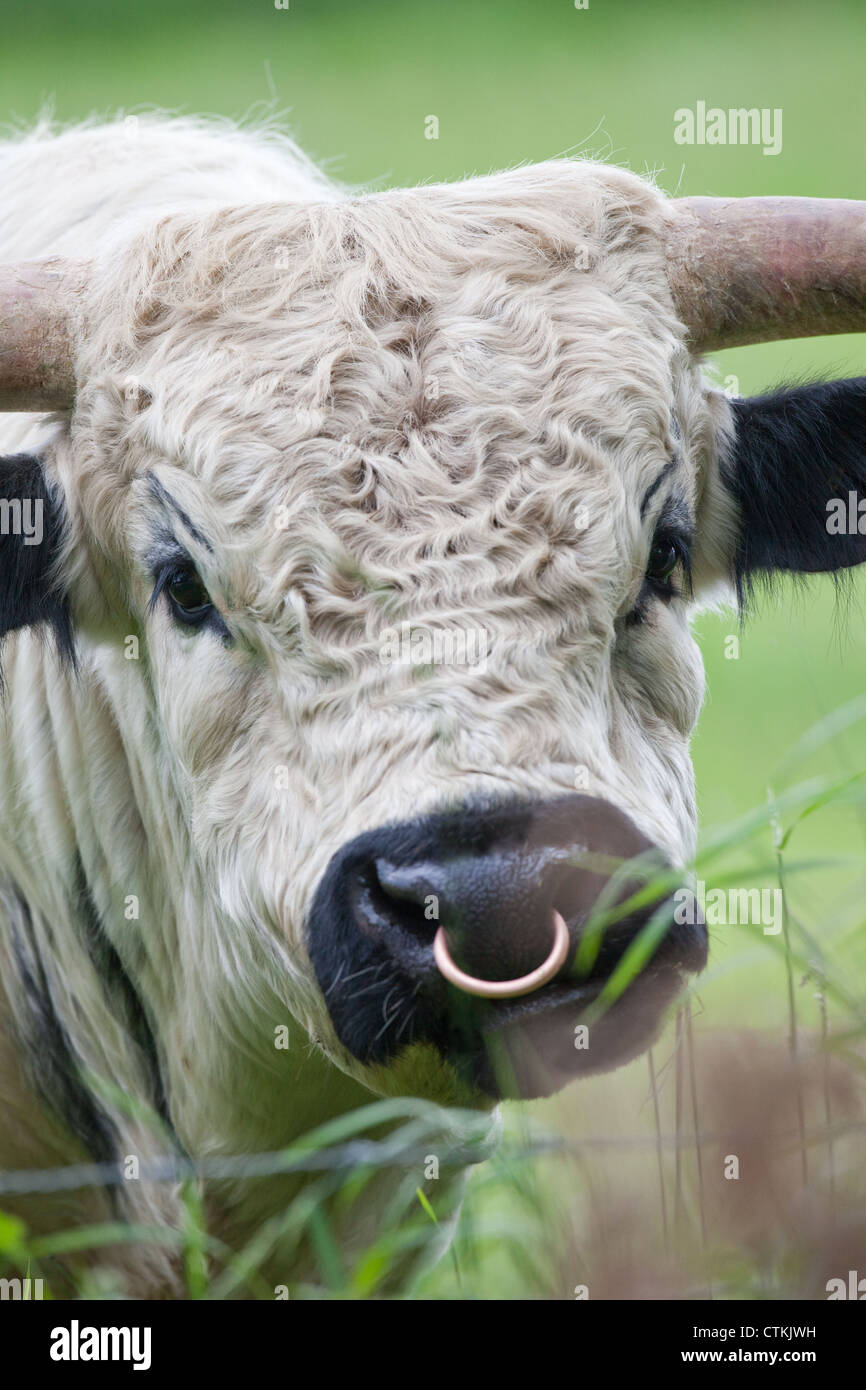 British White Park Bull (Bos taurus), leaning over barbed wire fence ...
