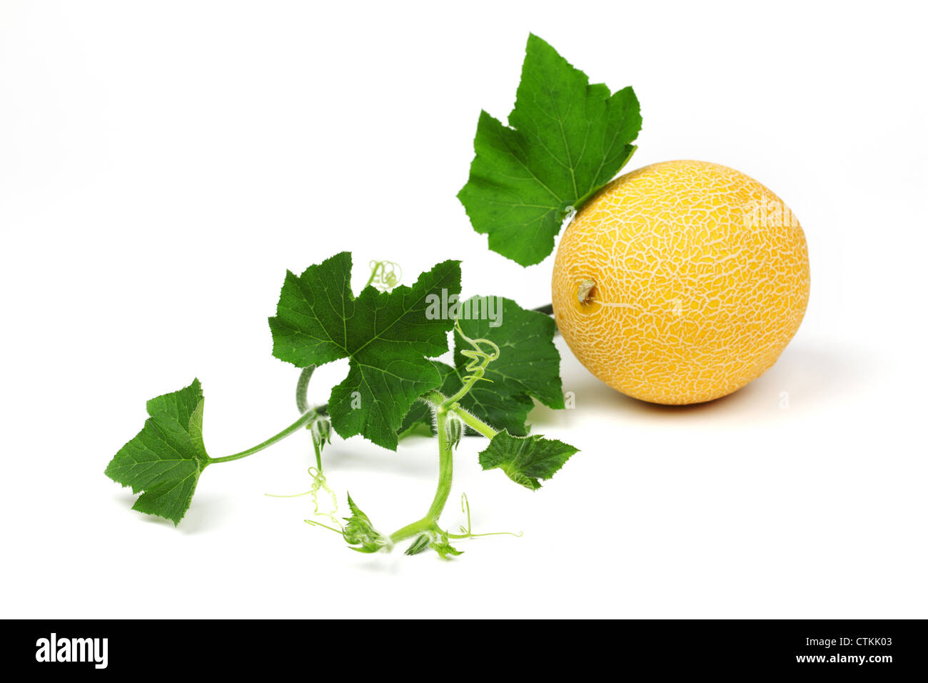 galia melone isolated on white Stock Photo - Alamy