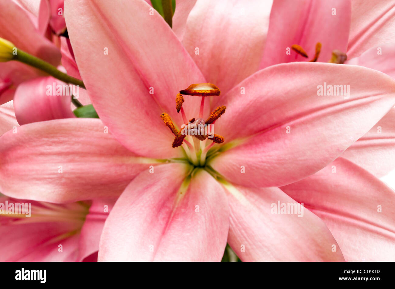 Pink lilies flower closeup hi-res stock photography and images - Alamy