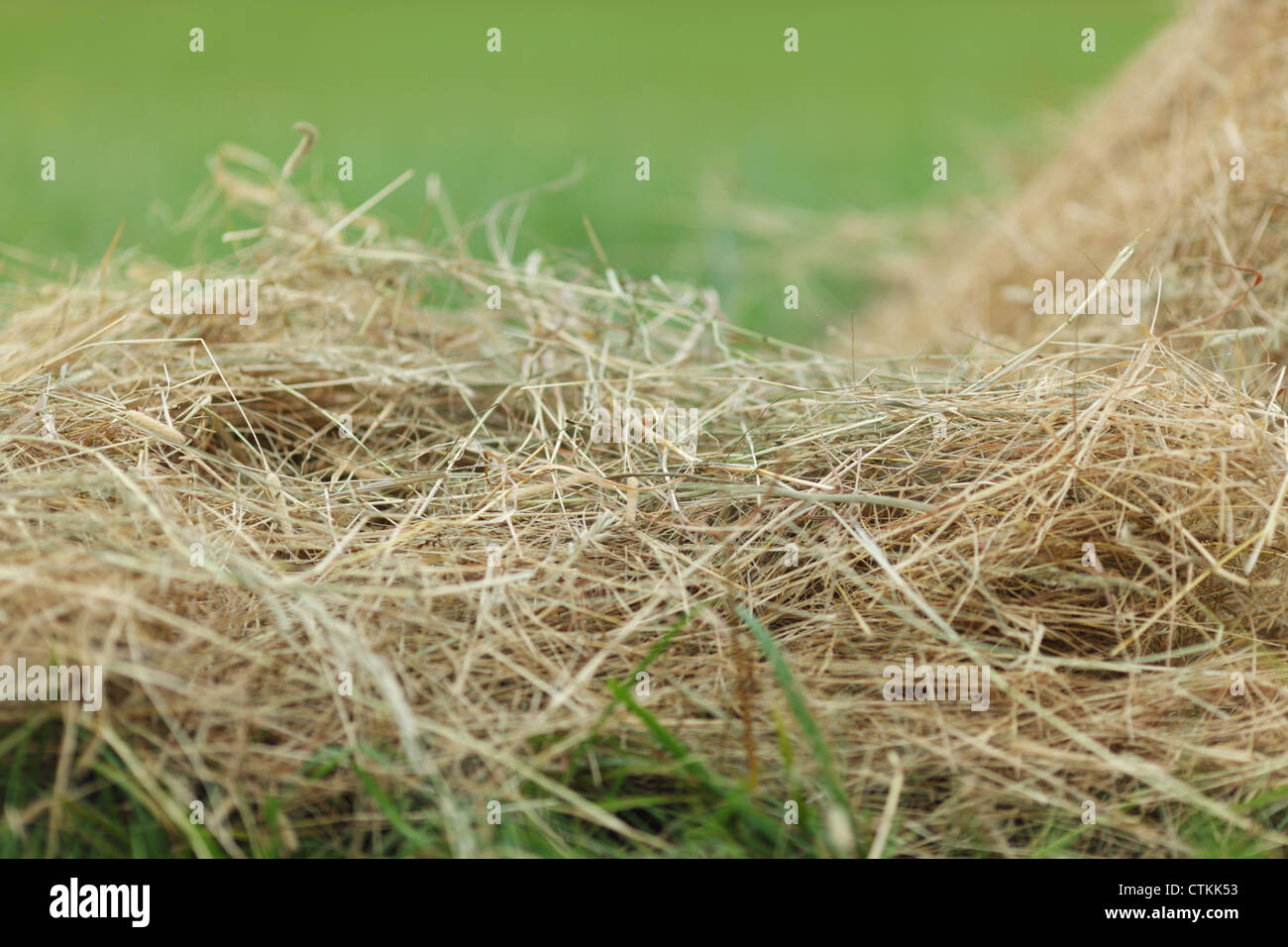 hay close up Stock Photo - Alamy