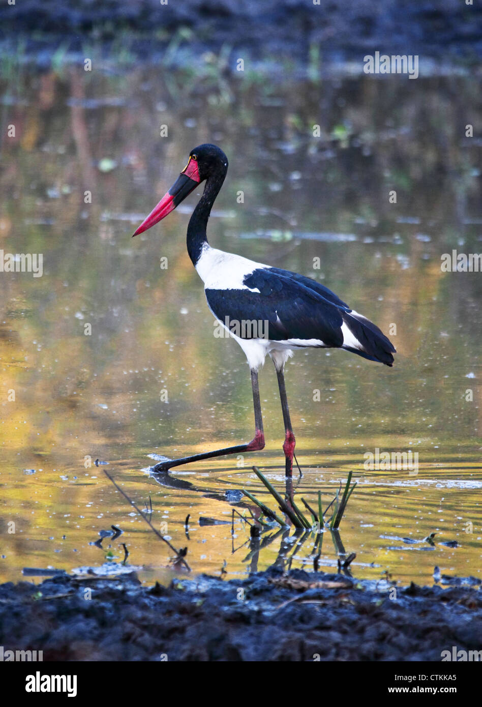 African jabiru hi-res stock photography and images - Alamy