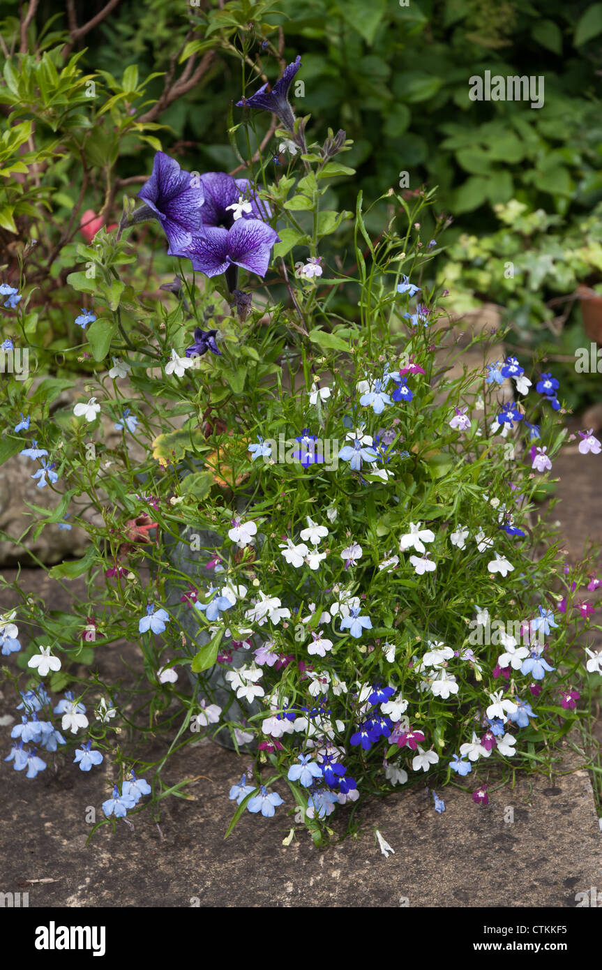 Bed of lobelia hi-res stock photography and images - Alamy