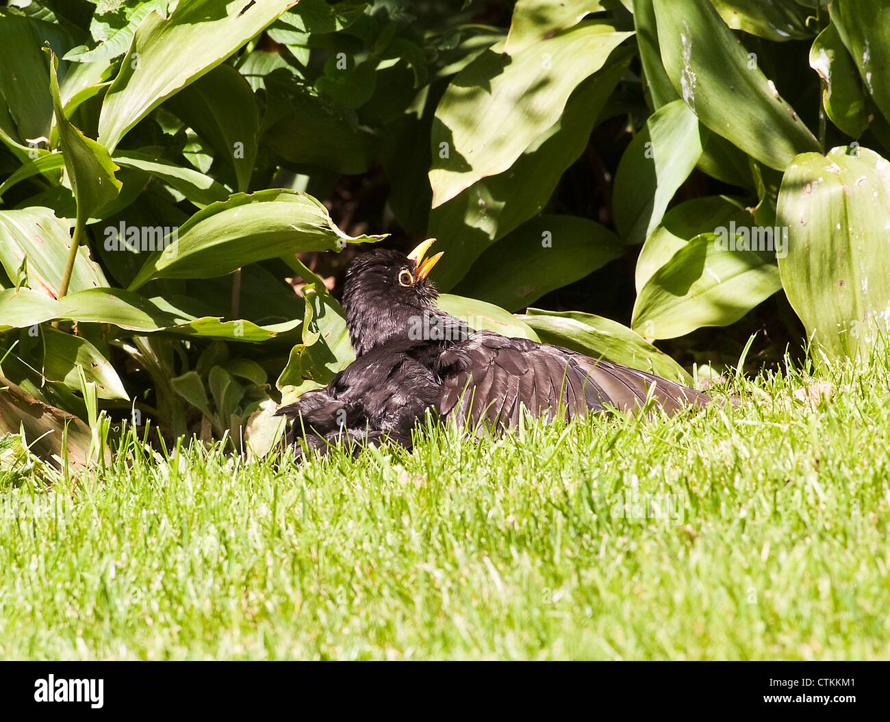 Male Blackbird Sunbathing With Beak Open in a Garden in Alsager ...