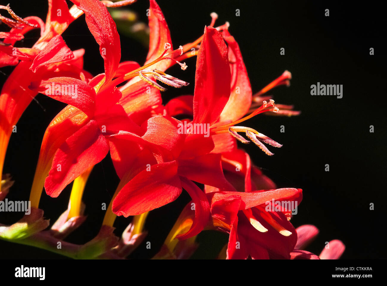 Montbretia corm hi-res stock photography and images - Alamy