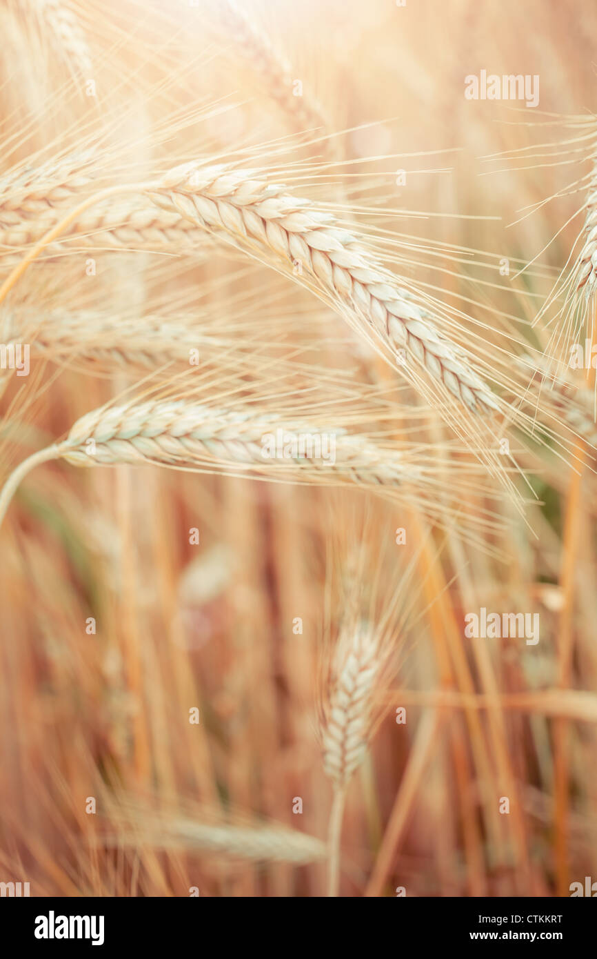 Raw wheat plants growing in the countryside Stock Photo - Alamy