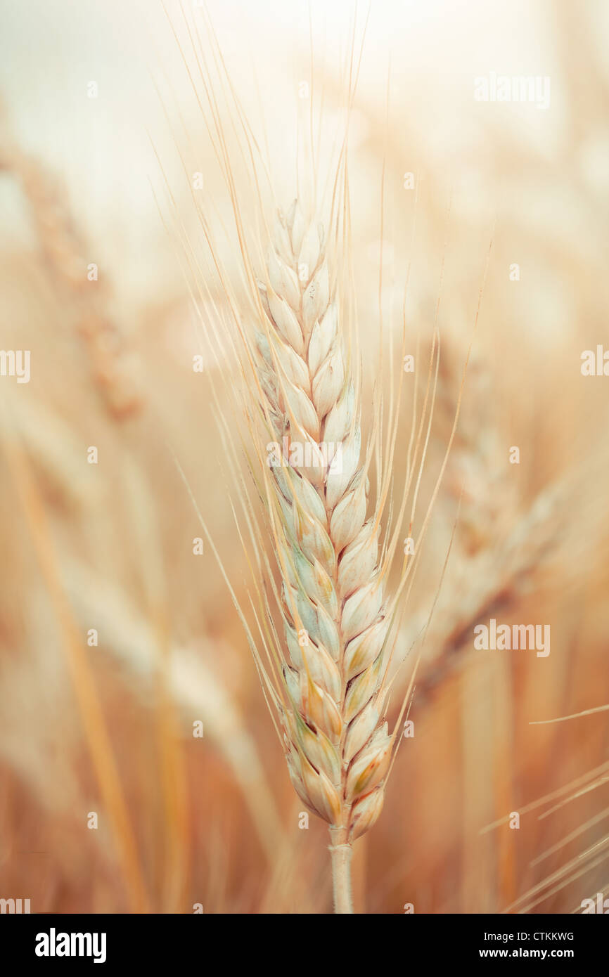 Raw wheat plants growing in the countryside Stock Photo - Alamy