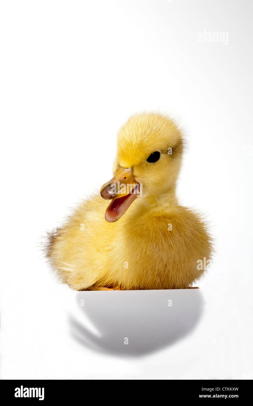 Duckling (Anas platyrhynchos). Sitting. Squatting. Calling. Quack ...