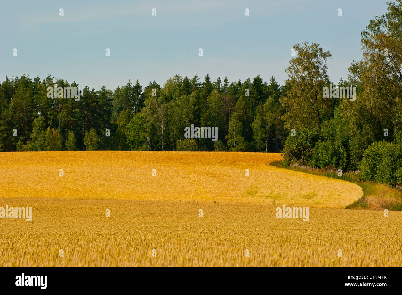 Grain field with forest hi-res stock photography and images - Alamy