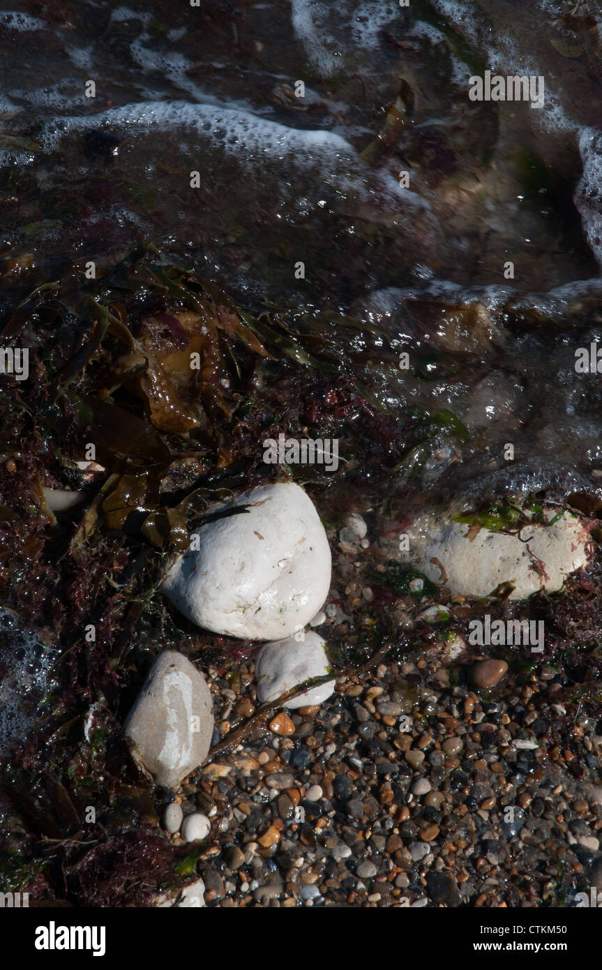 seawater over pebbles seaweed shingle Stock Photo - Alamy