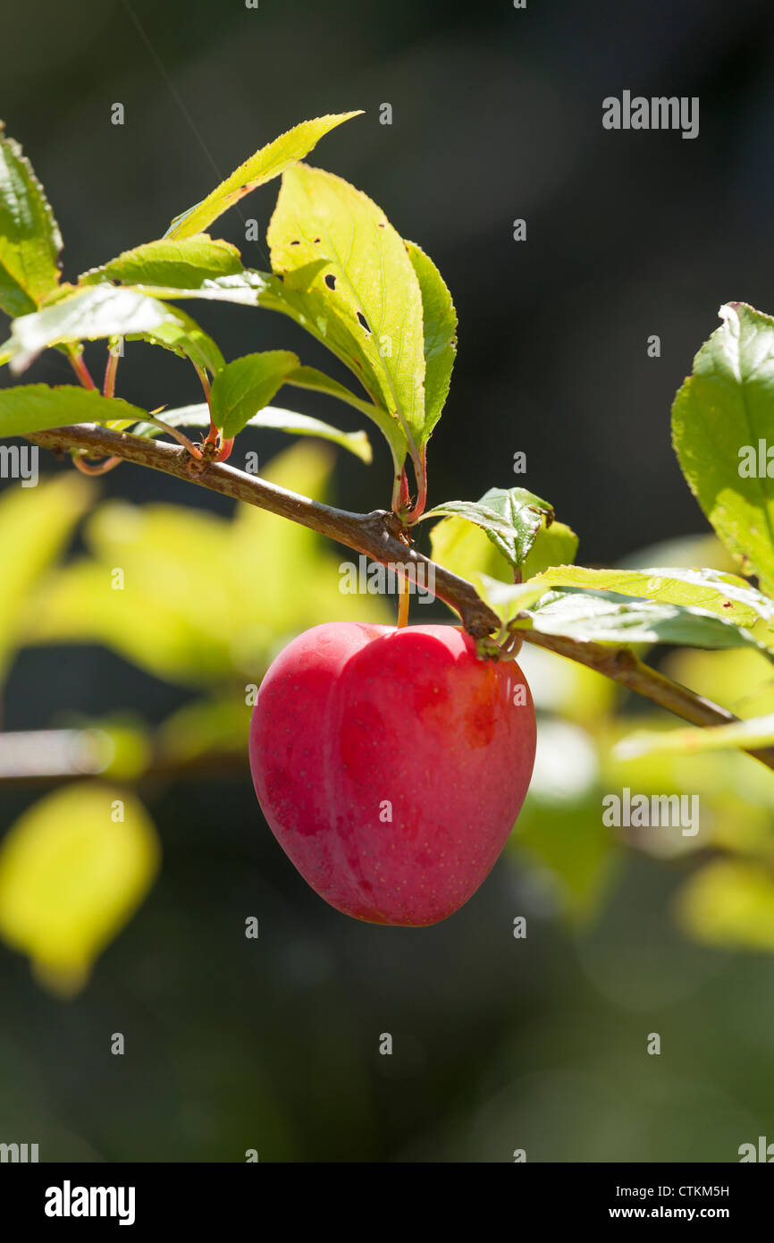 ripe single Plum Lizzie - Prunus domestica on branch of tree Stock ...