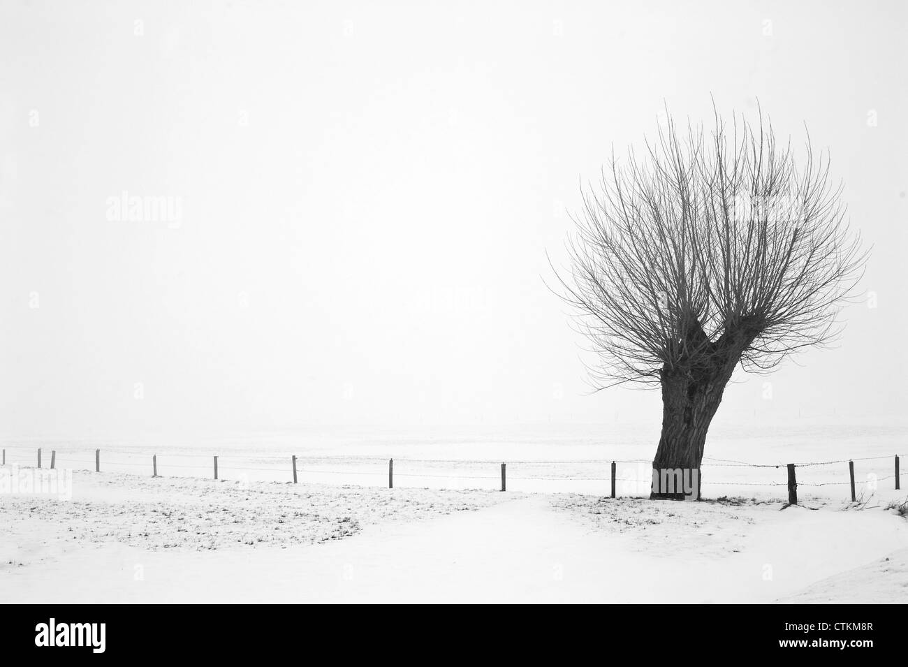 Willow fence hi-res stock photography and images - Alamy