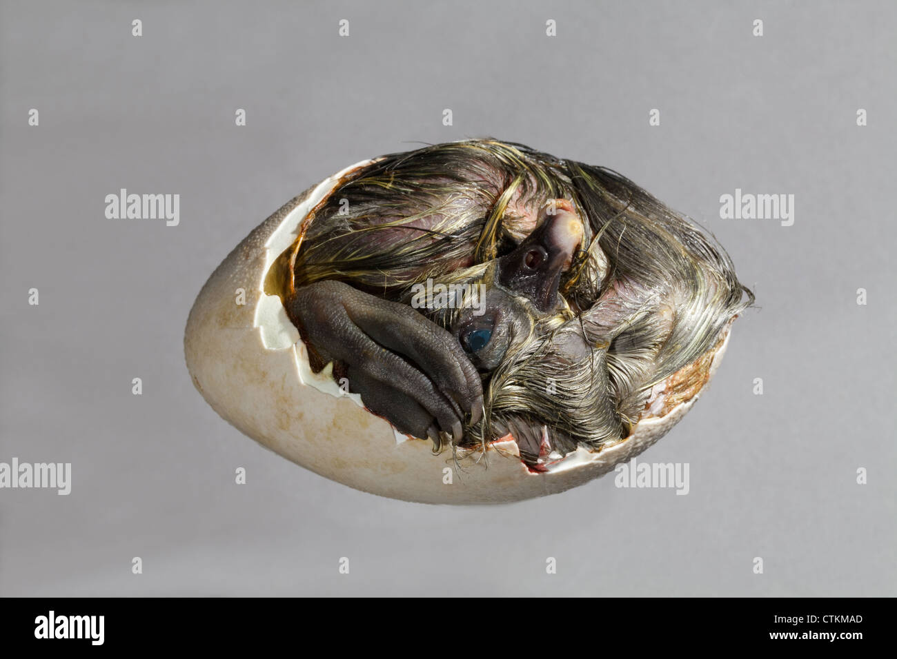 Bird embryos hi-res stock photography and images - Alamy