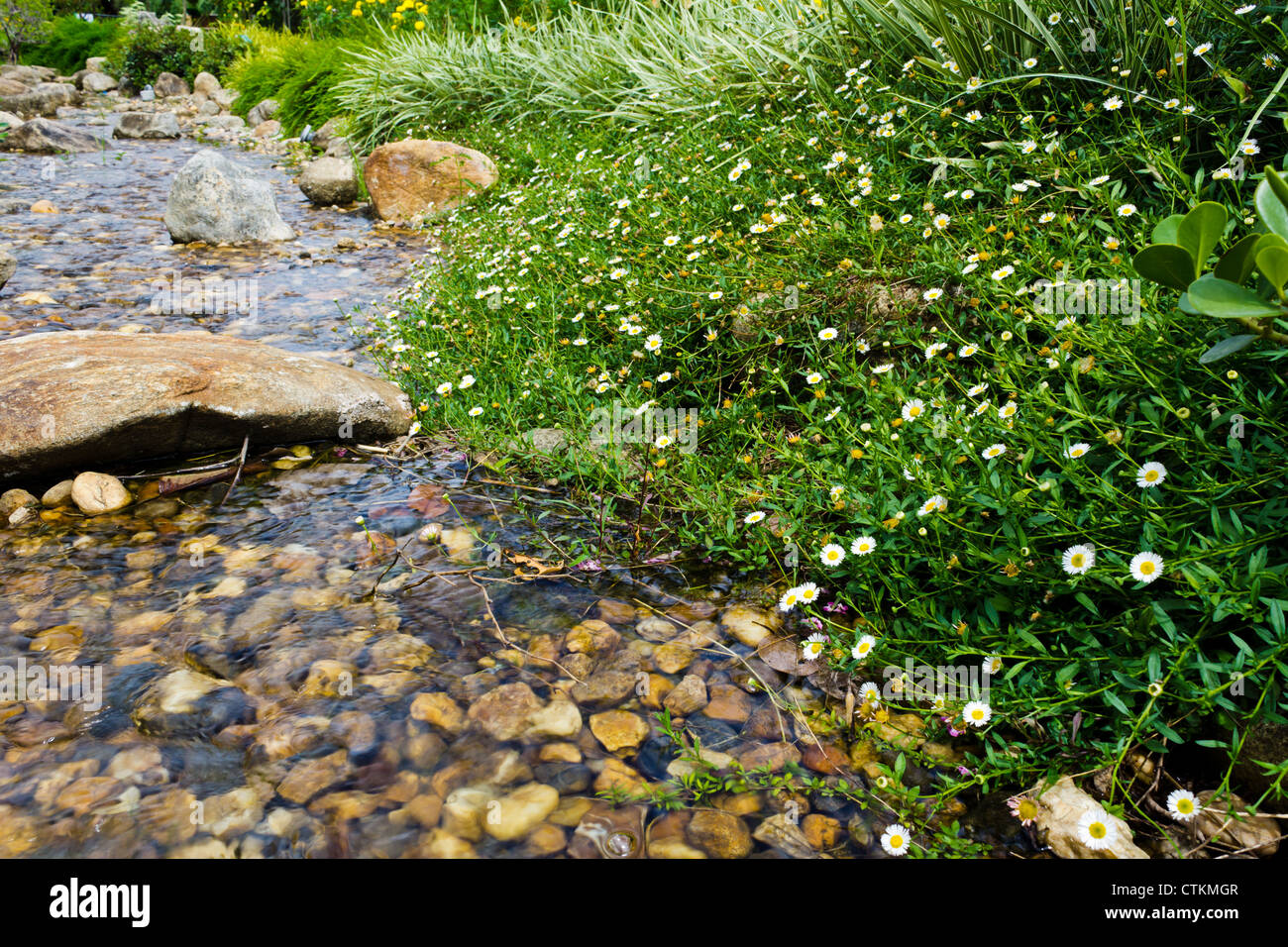 A Spread of Plants along the Canal Stock Photo - Alamy