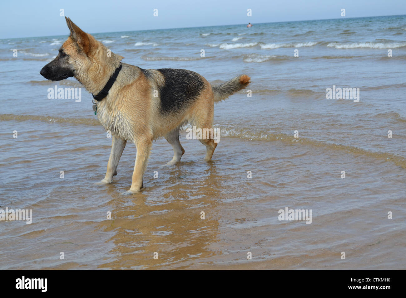 German Shepherd dog on the beach Stock Photo - Alamy
