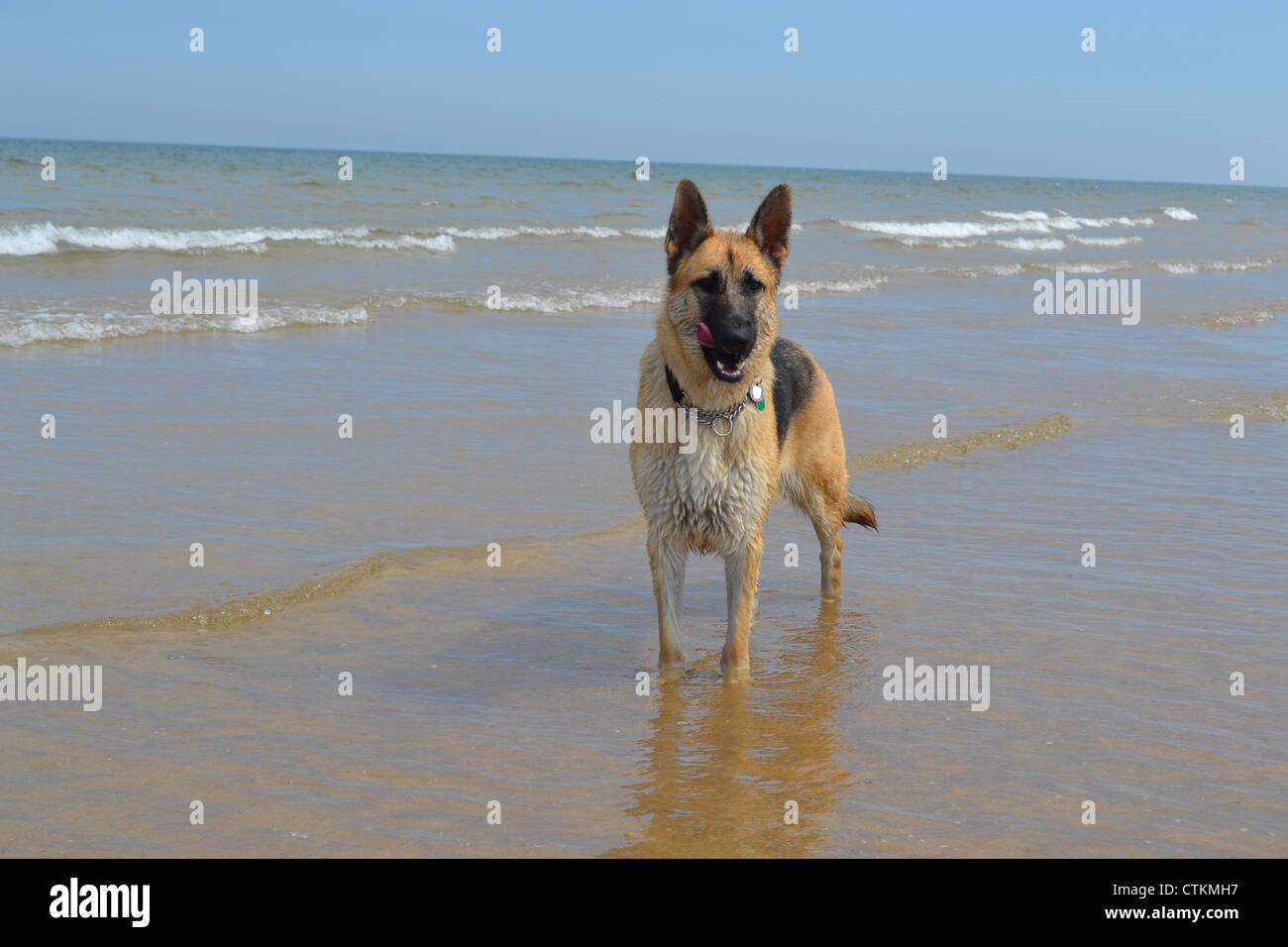 German Shepherd dog in the sea Stock Photo - Alamy