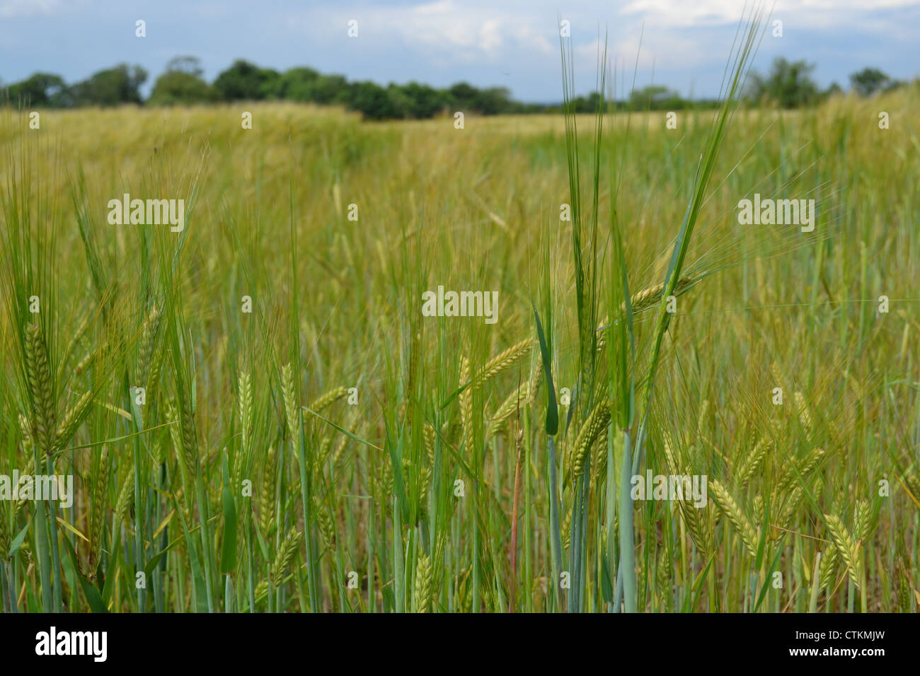 Corn field in summer Stock Photo - Alamy