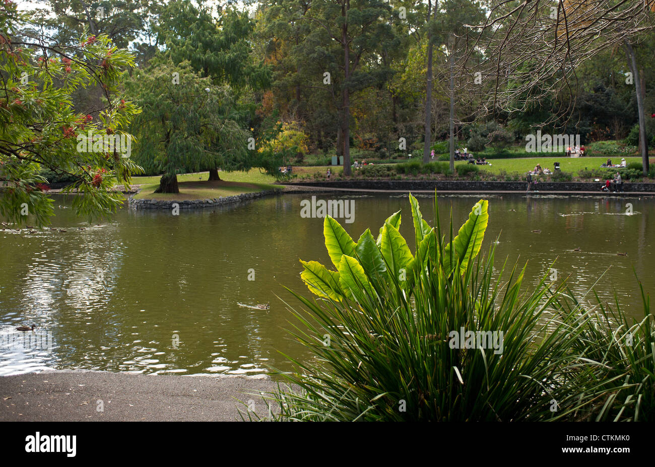 Brisbane Botanic gardens in Queensland Stock Photo - Alamy
