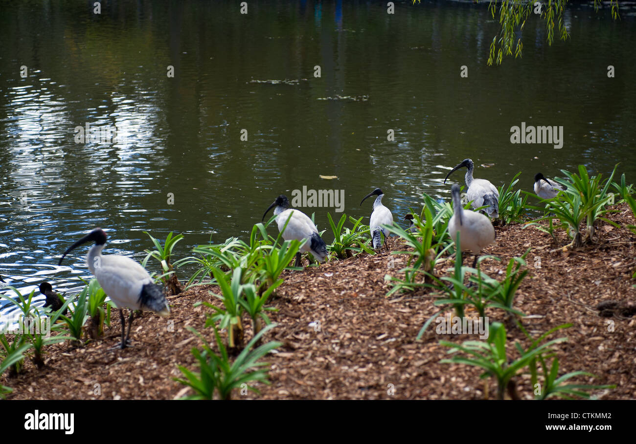 Flock of australian birds hi-res stock photography and images - Alamy
