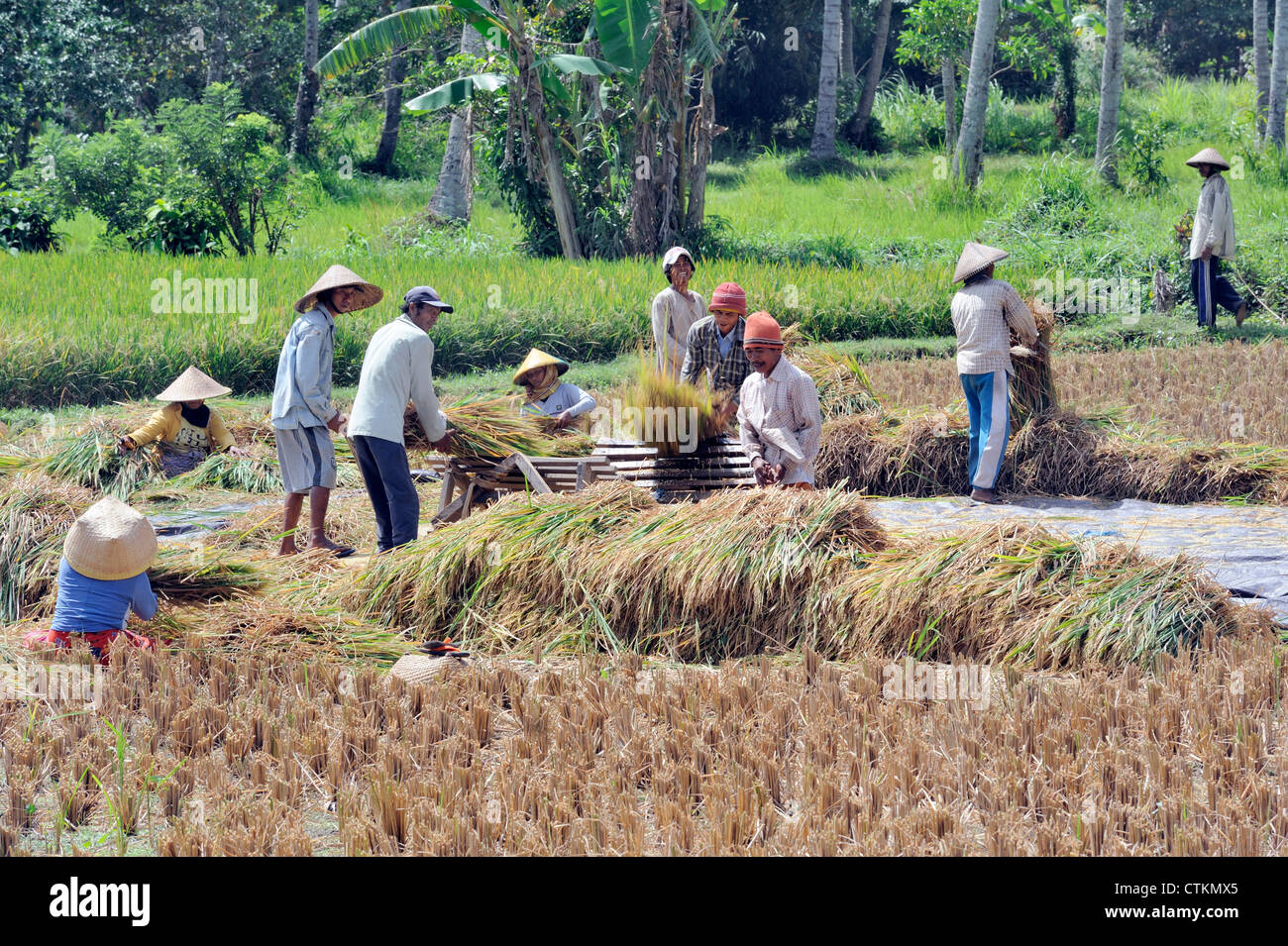 People harvesting rice in a rural part of Lombok, Indonesia, Asia Stock ...
