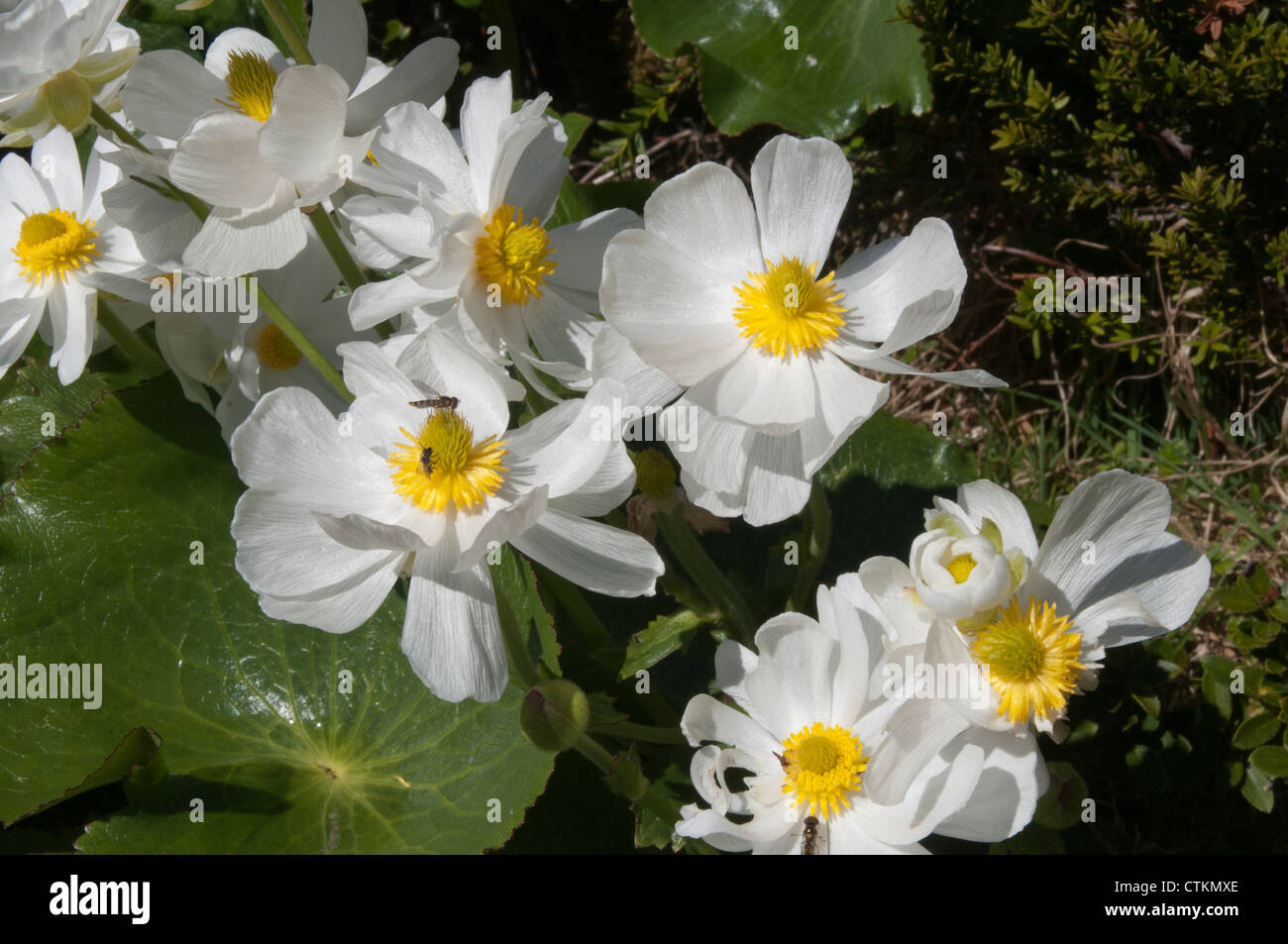 Lyallii hi-res stock photography and images - Alamy
