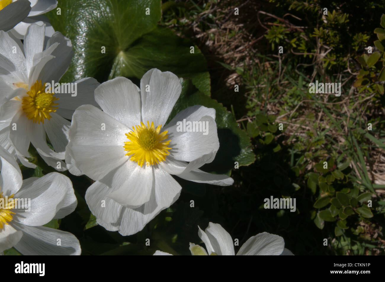 Mount Cook lilly Ranunculus lyallii is flowering in November in Hooker ...