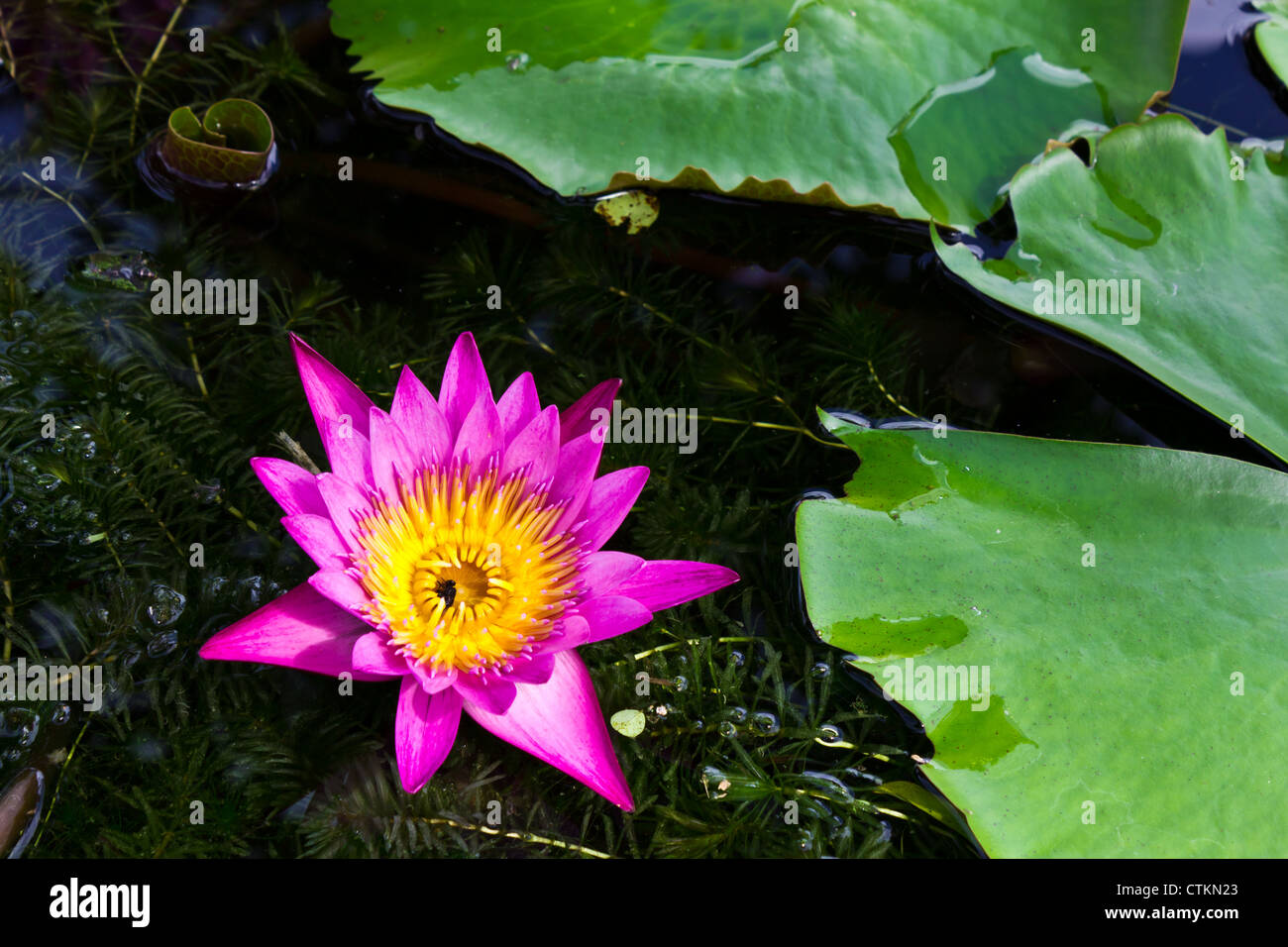 Dead lotus hi-res stock photography and images - Alamy