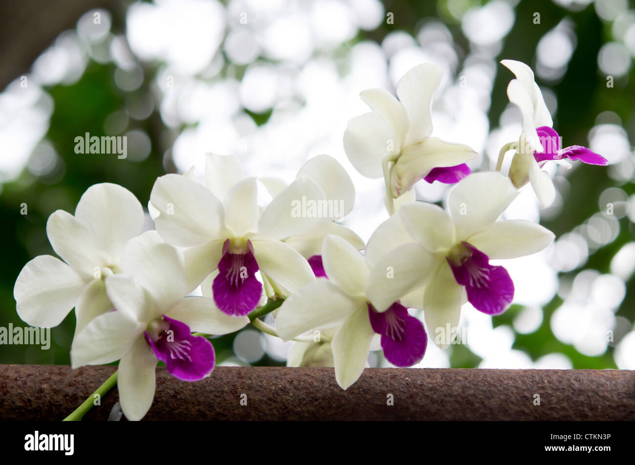 full of beautiful orchids blooms in garden Stock Photo - Alamy