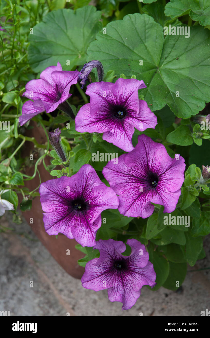 Veined petals hi-res stock photography and images - Alamy