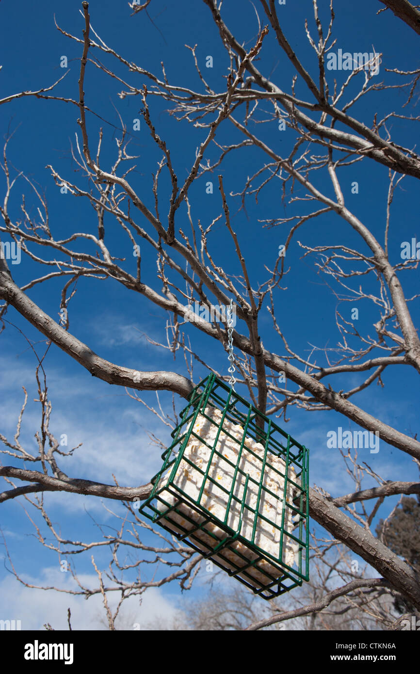 Bird feeder, suet hanging from a tree branch, winter Stock Photo - Alamy