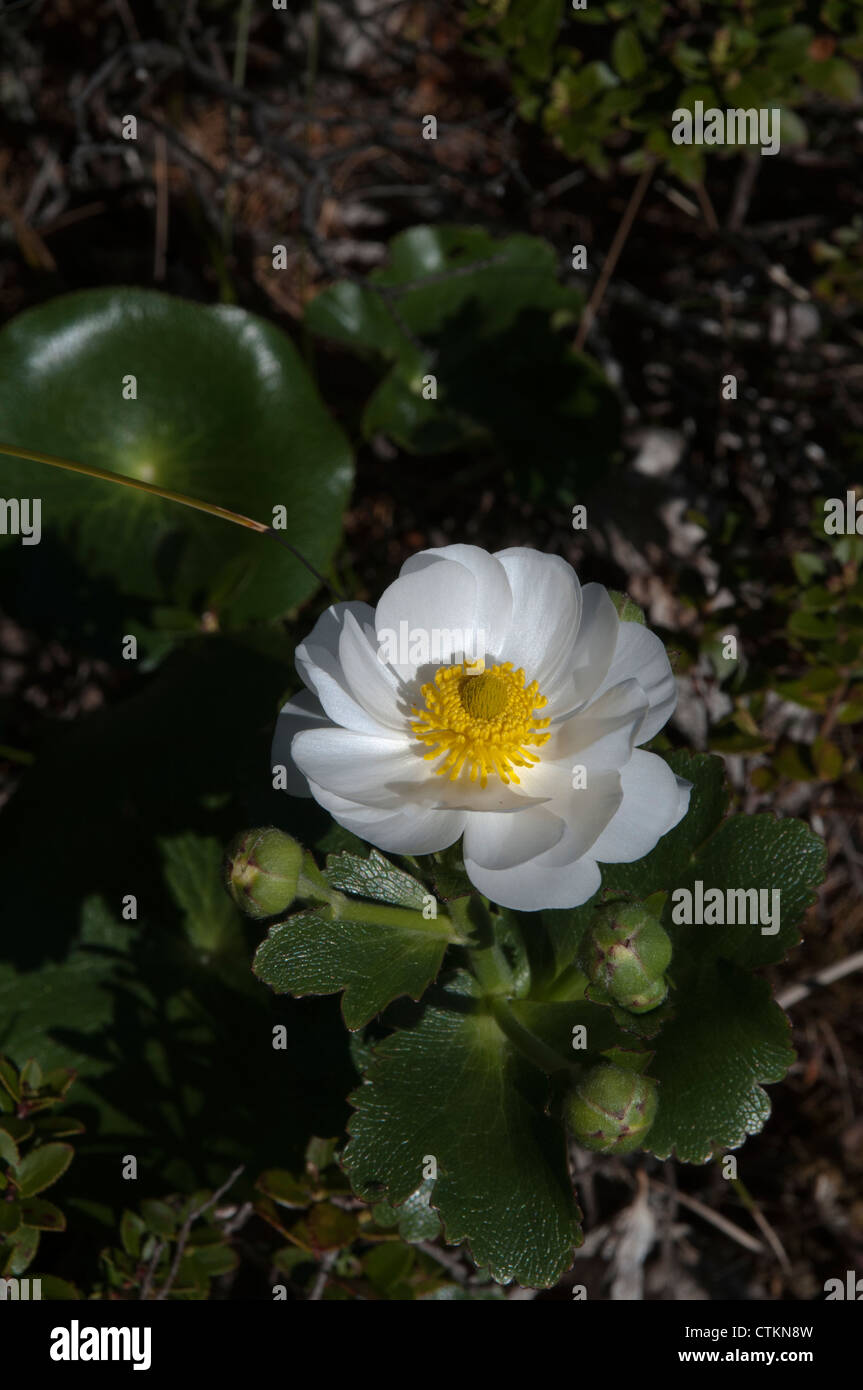 Ranunculus Lyallii Stock Photos & Ranunculus Lyallii Stock Images - Alamy