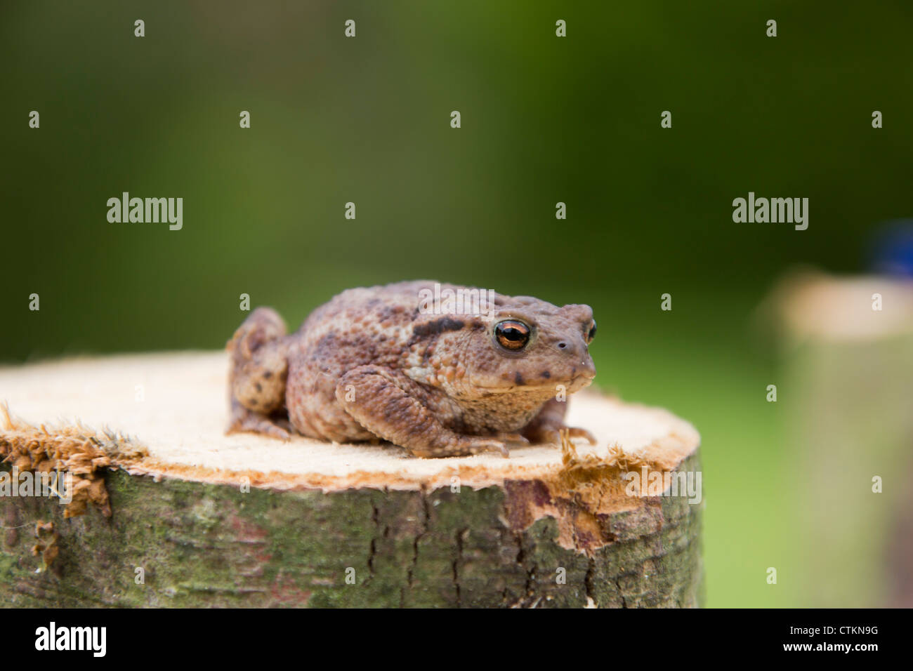 Common toad (Bufo bufo) frog resting on tree stump 127624 Frog Stock ...
