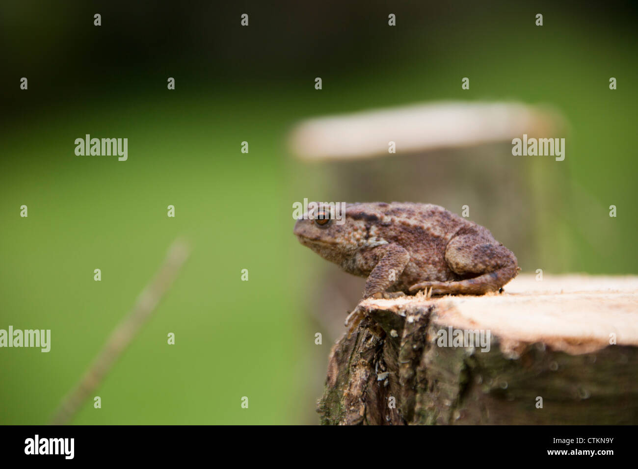 Common toad (Bufo bufo) frog resting on tree stump 127638 Frog Stock ...