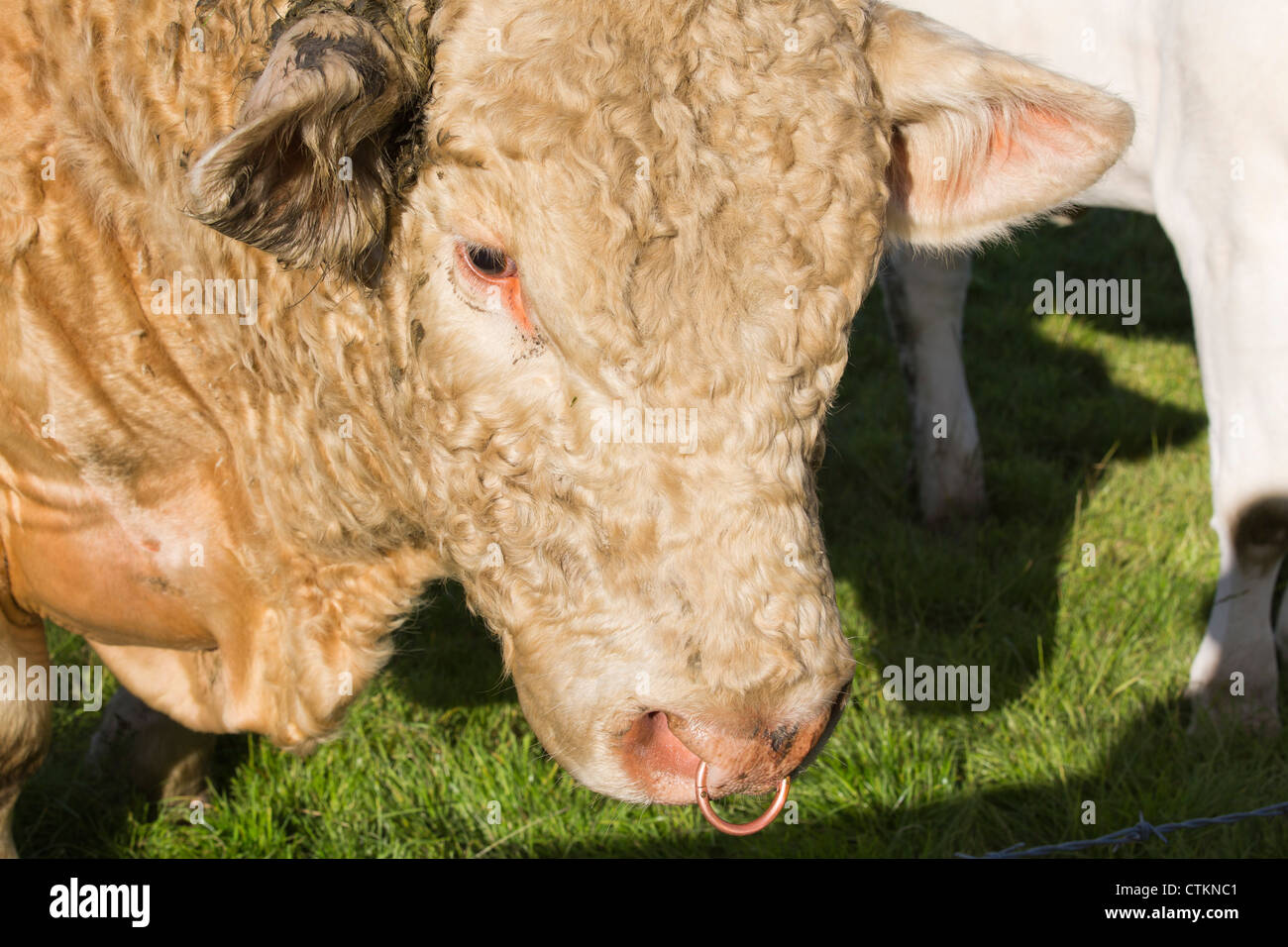 Bull with ring in nose hi-res stock photography and images - Alamy