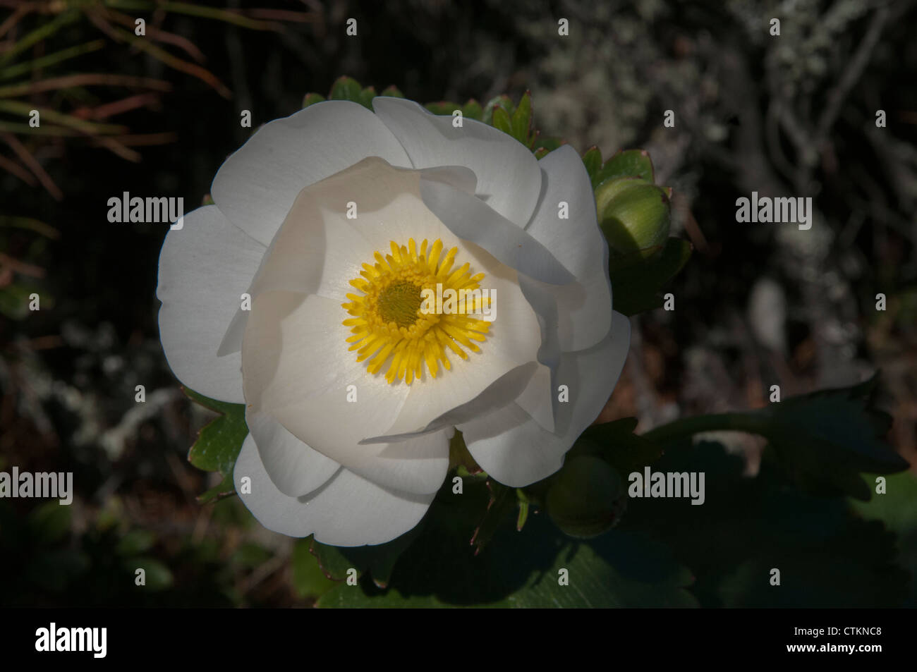 Mount Cook lilly Ranunculus lyallii is flowering in November in Hooker ...
