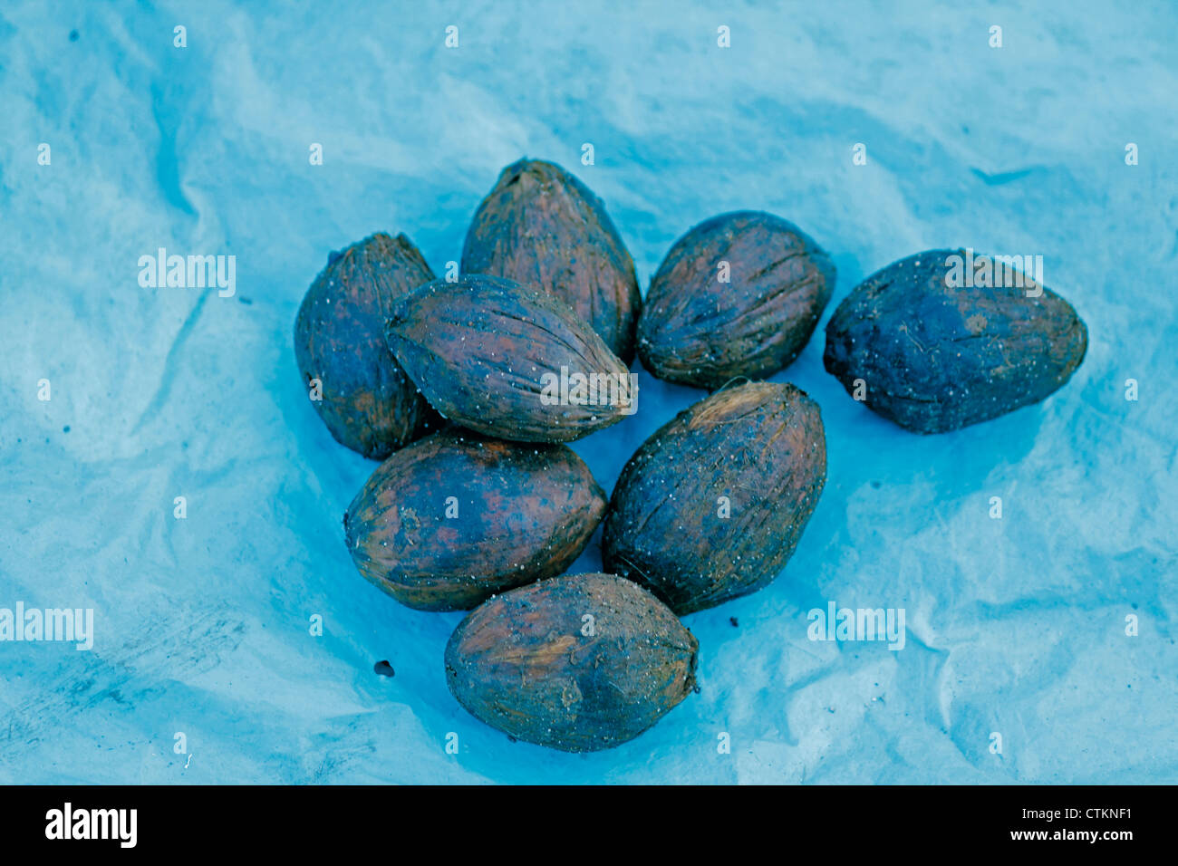 Areca catechu, Betel nuts, Miao, Arunachal Pradesh, India Stock Photo ...