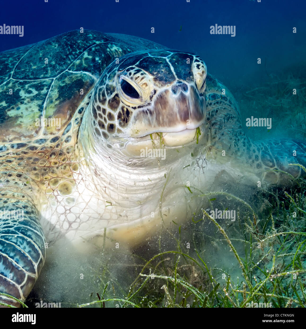 A Green turtle creates a cloud of silt as it feeds on Seagrass in ...
