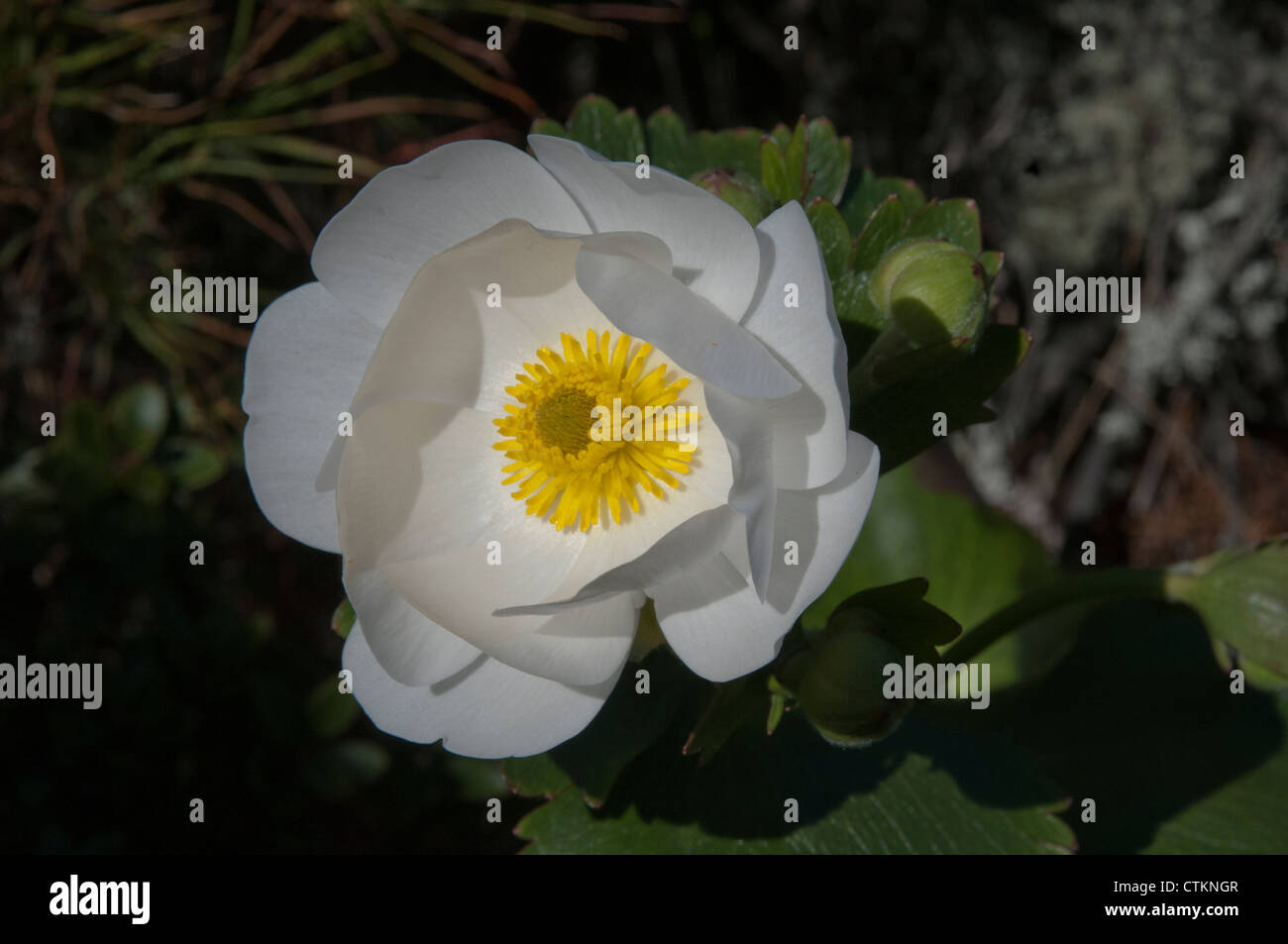Ranunculus Lyallii Stock Photos & Ranunculus Lyallii Stock Images - Alamy