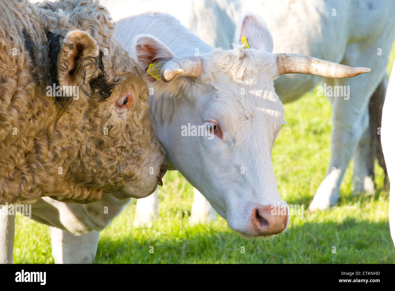 Charolais cattle, white cow with bull in a field in Pembrokeshire Wales ...