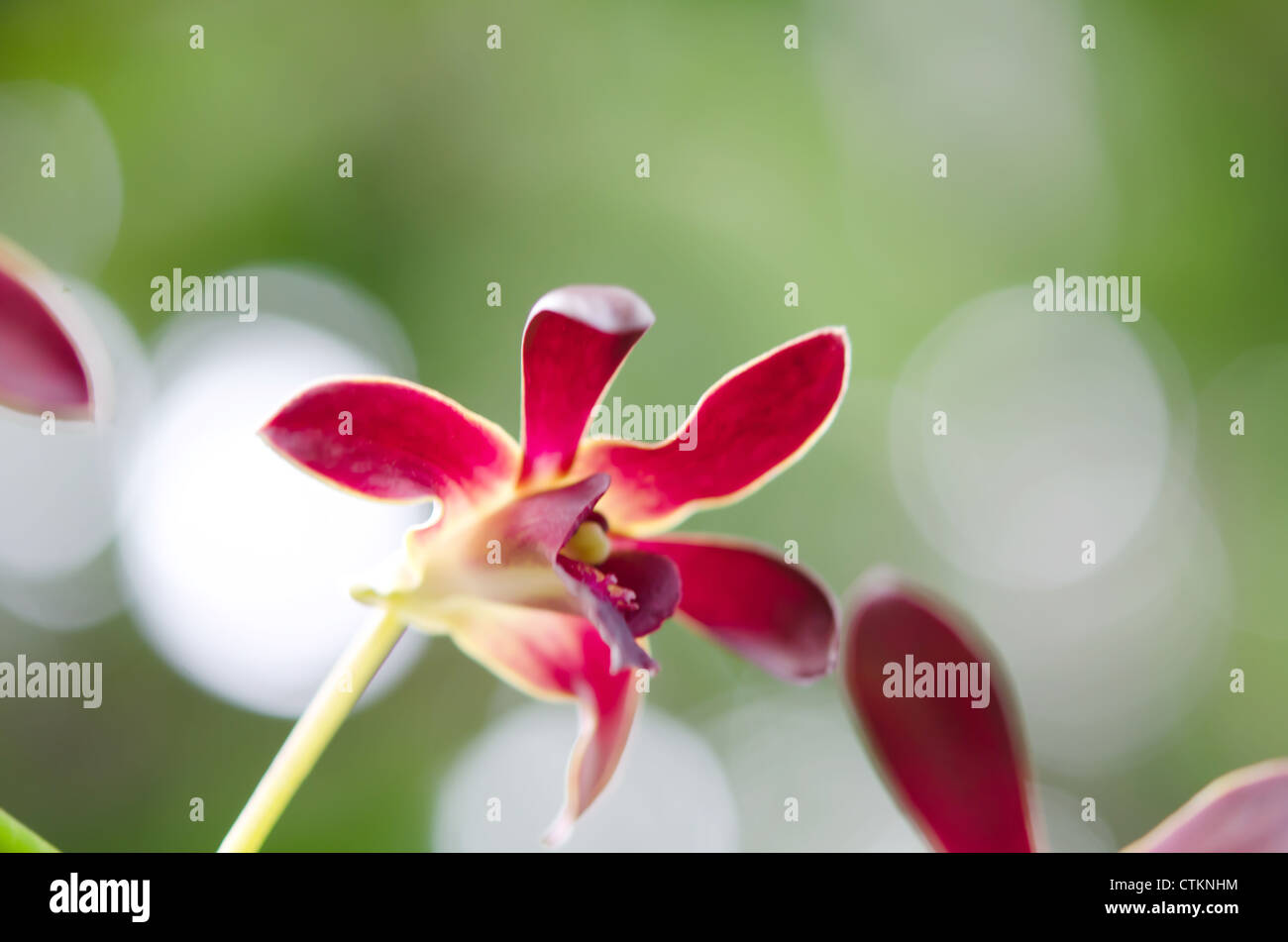 Close up of red orchids blooms in the garden Stock Photo - Alamy