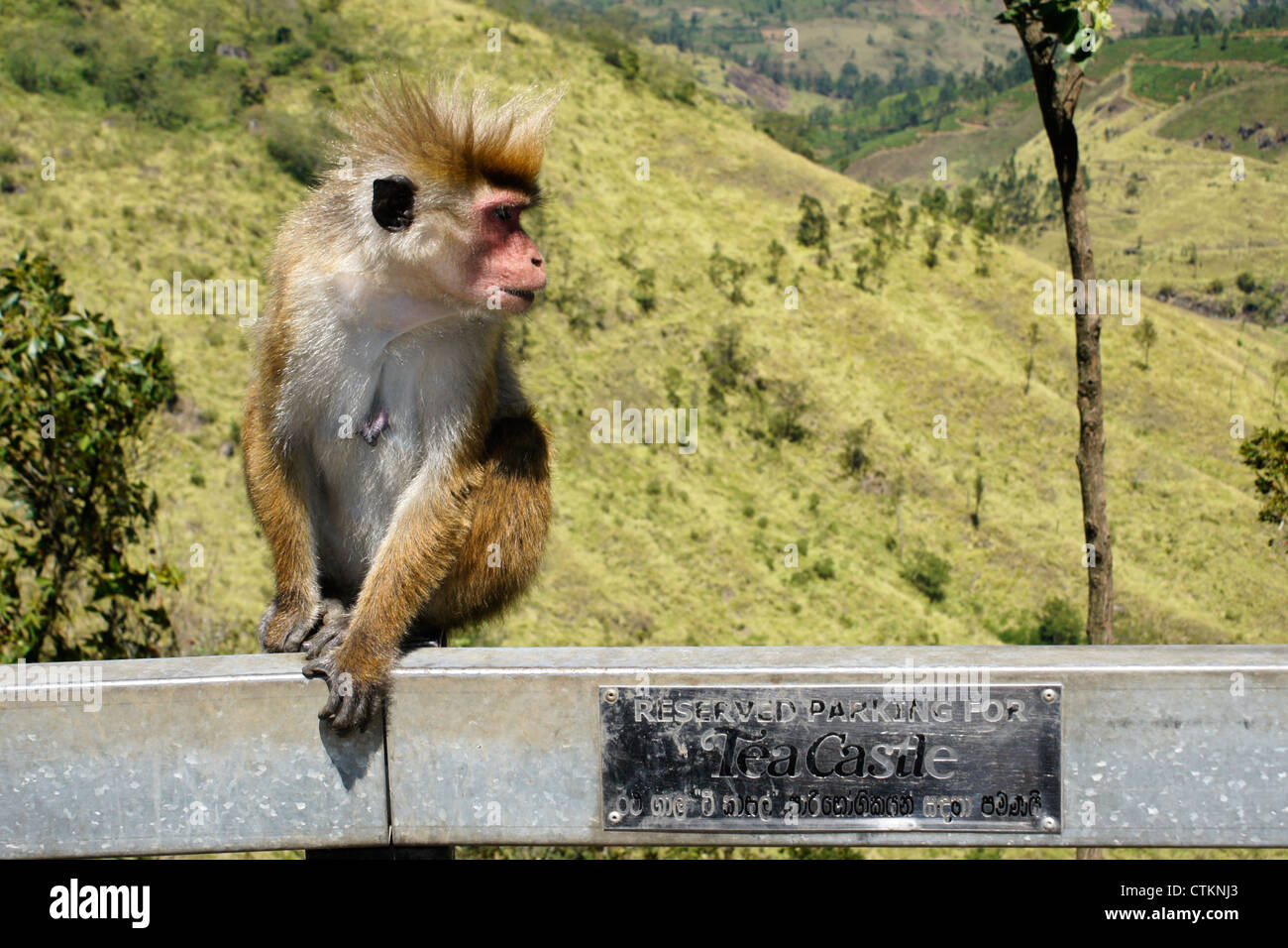 Toque Macaque Stock Photos & Toque Macaque Stock Images - Alamy