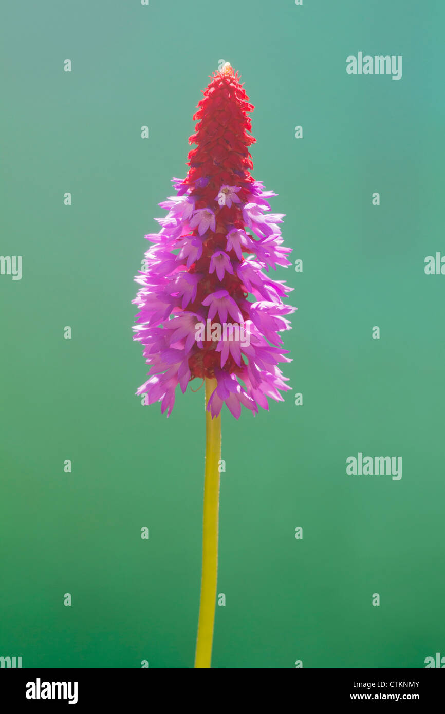 Pink poker flower spike hi-res stock photography and images - Alamy
