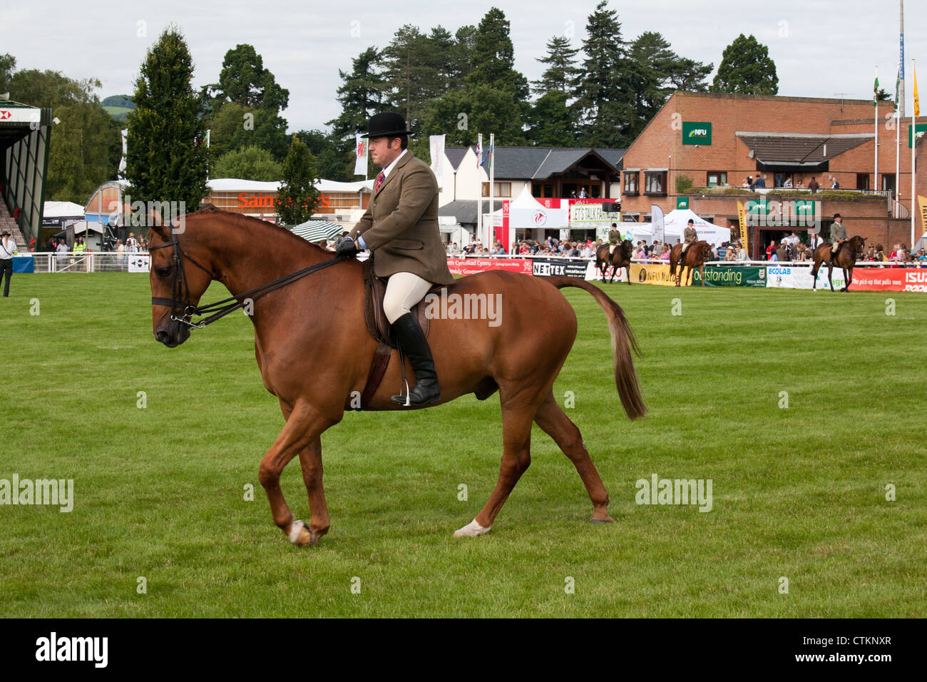 Royal welsh show cob hi-res stock photography and images - Alamy