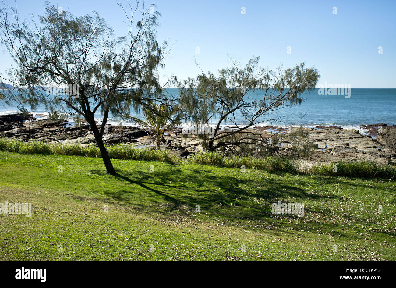 Coastal trees hi-res stock photography and images - Alamy